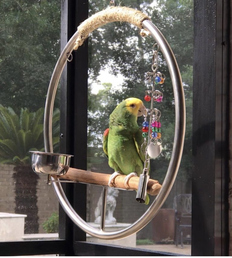 Stainless Steel Hanging Ring (Price Includes Shipping) – Royal Avian