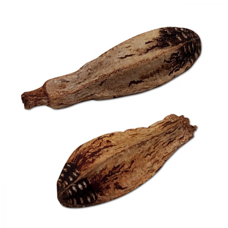MAHOGANY POD – Royal Avian