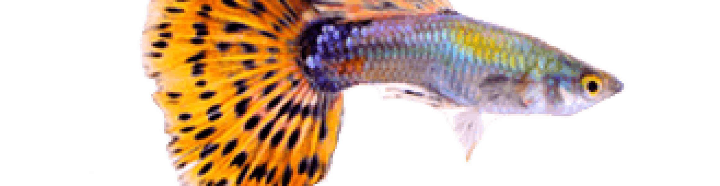 tabs-fish-02 – Royal Avian